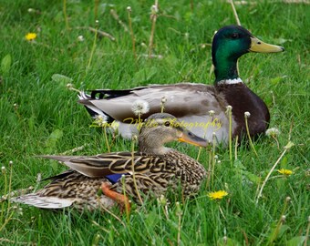 8X10 Hen and Mallard Duck Photography Print With Luster Coating - Etsy