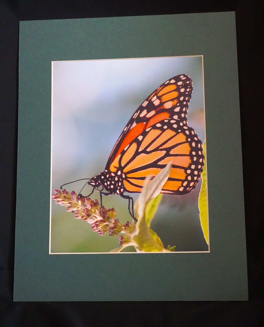 8X10 Butterfly Photo Matted for 11 X 14 Frame - Etsy