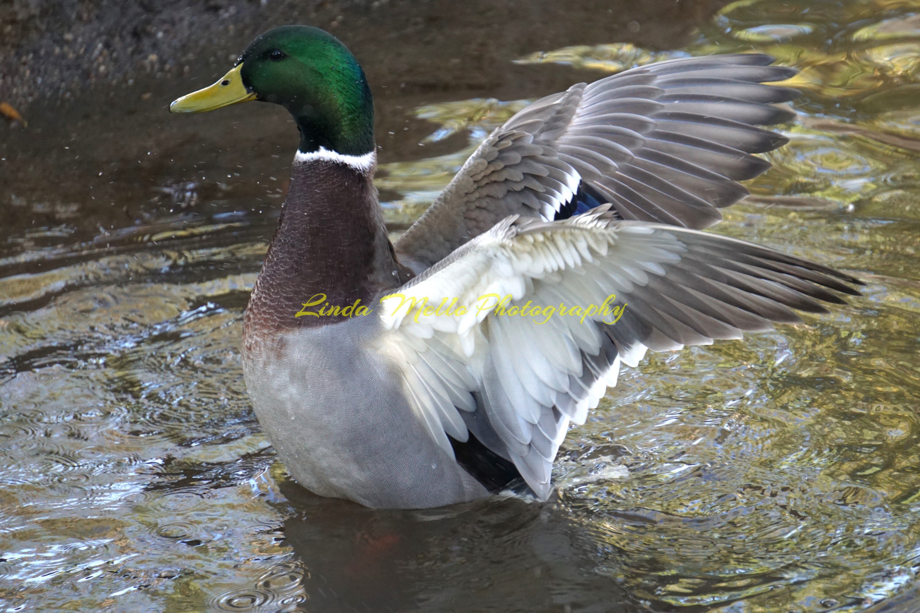 8X10 Mallard Photography Print With Luster Coating - Etsy