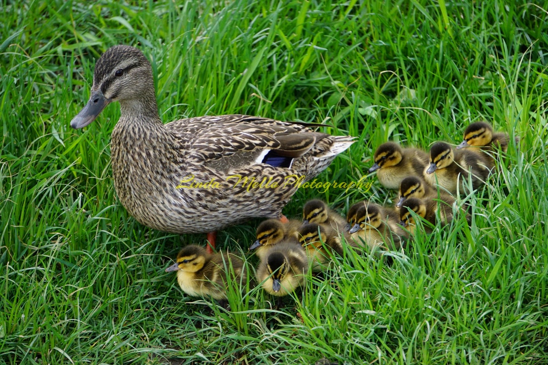 8X10 Duck Hen and Ducklings Photography Print With Luster Coating - Etsy