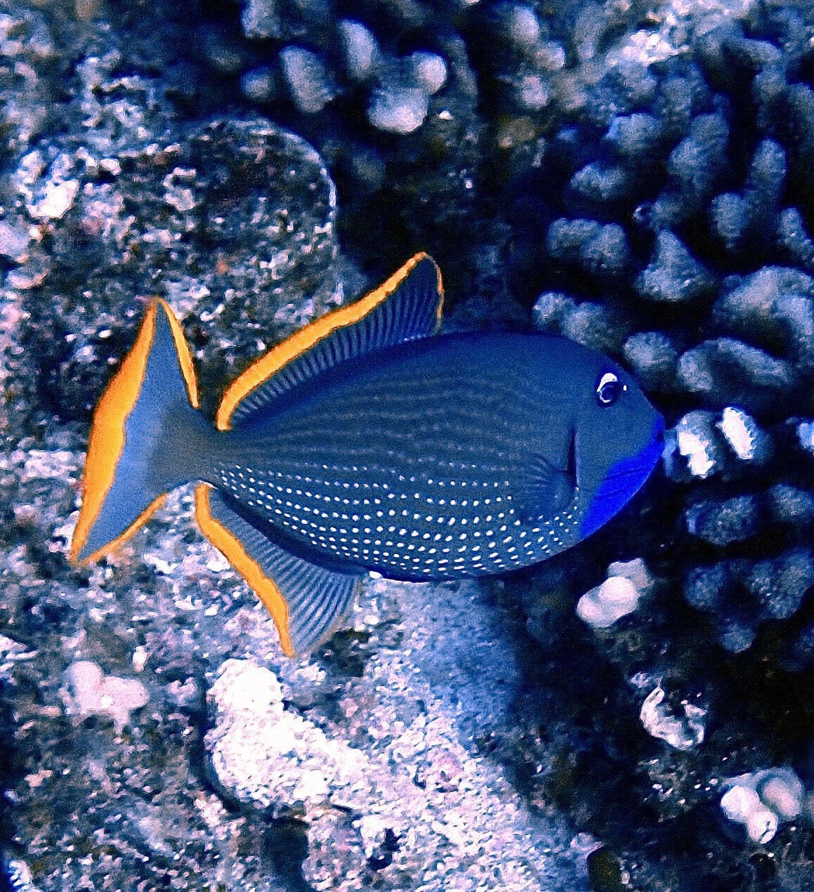 Blue Throat Trigger Fish Photo - Etsy
