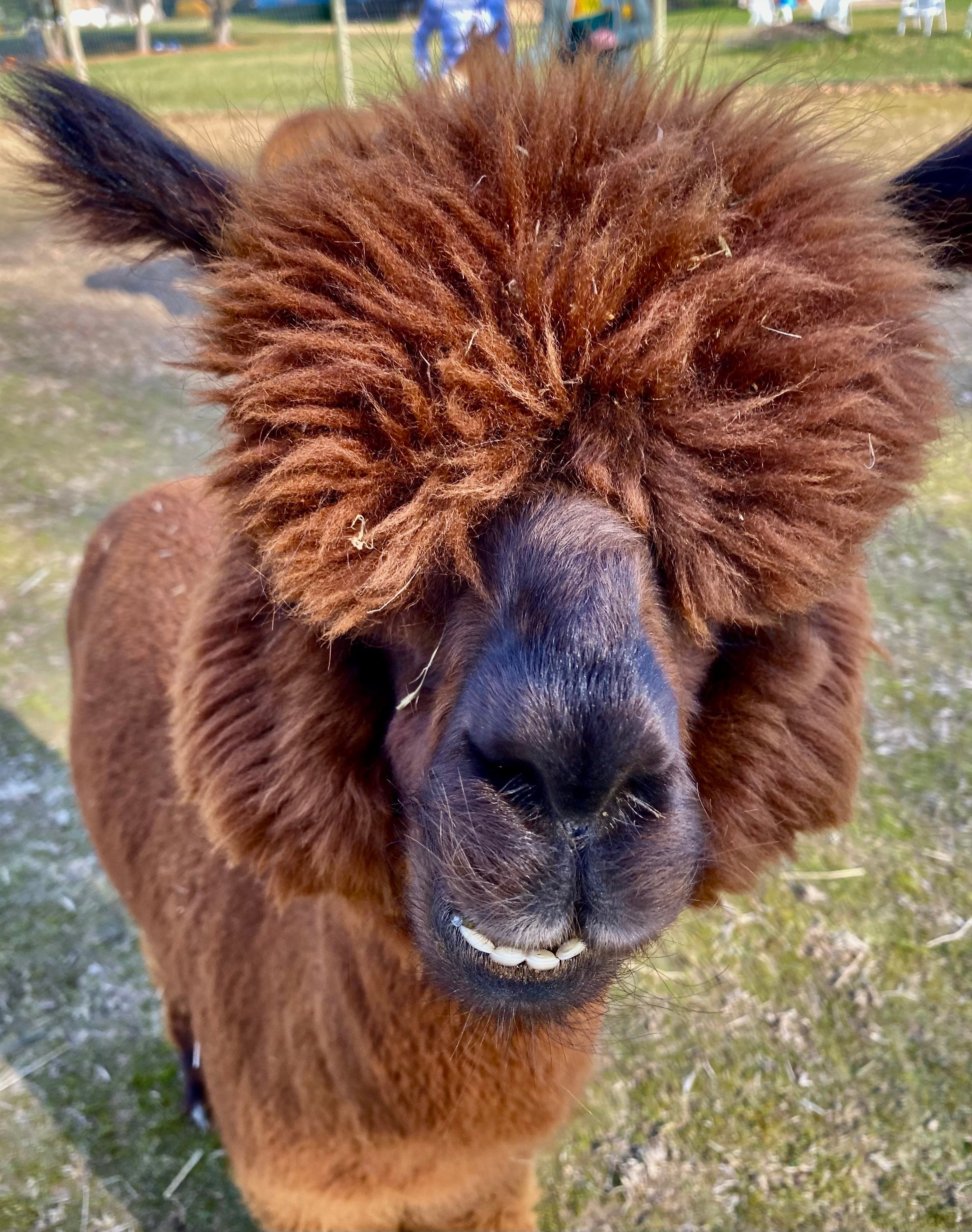 Smiling Alpaca Photo - Etsy