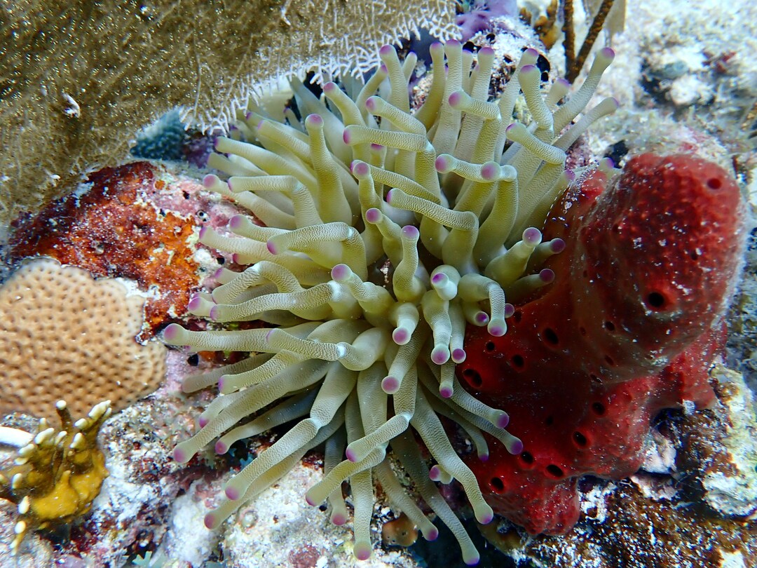 Anemone Photo - Etsy