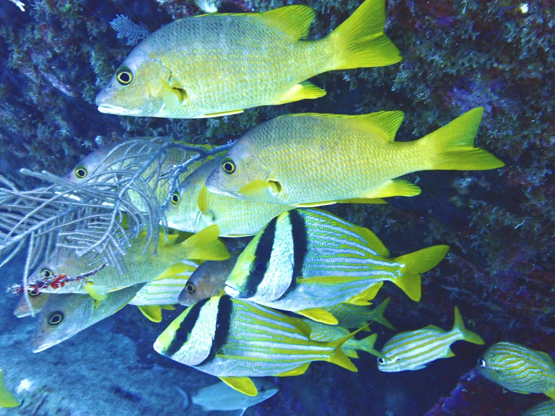 Tropical Rabbitfish Photo - Etsy