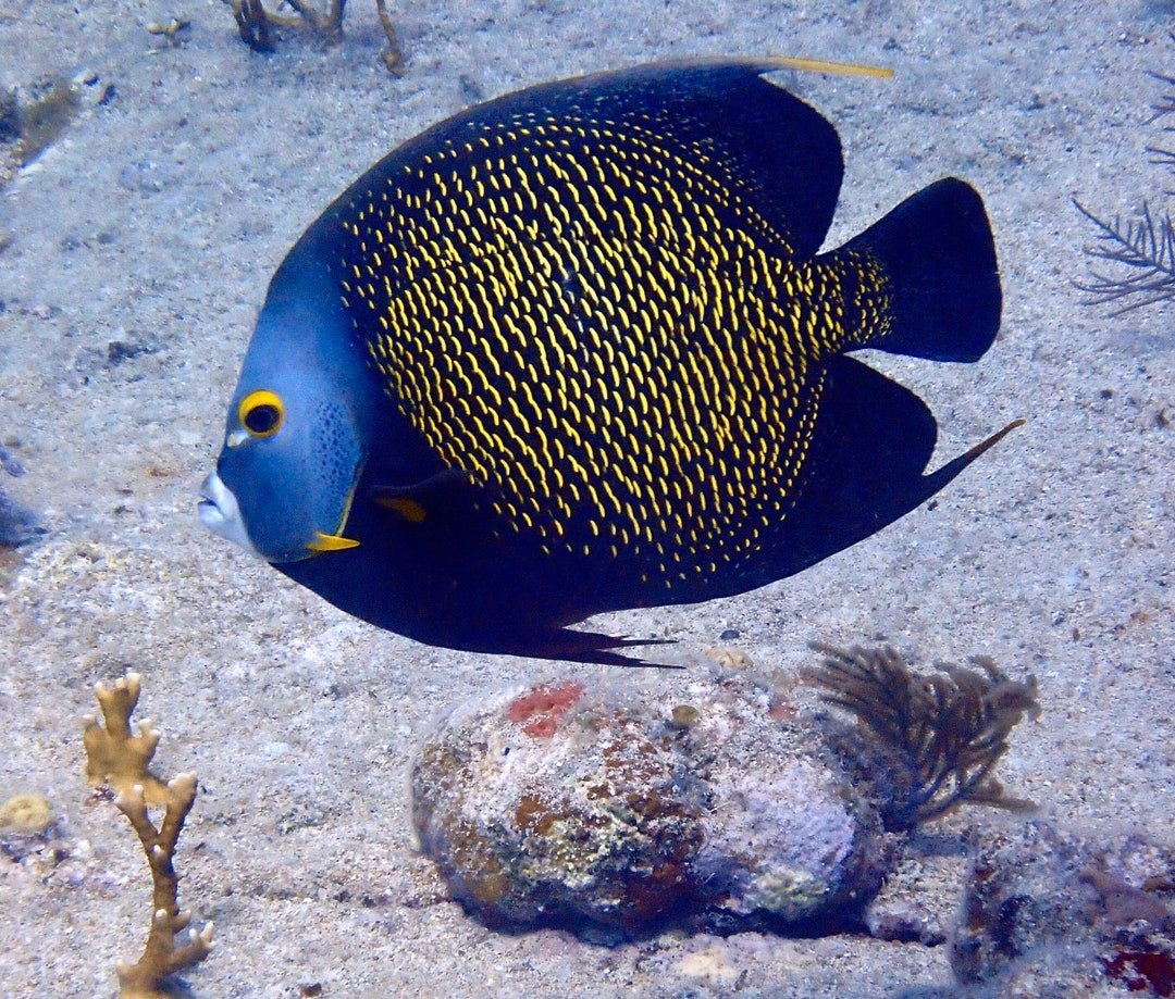 French Angel Photo - Etsy