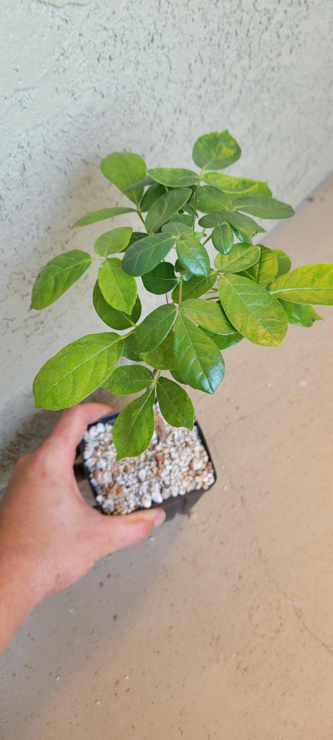 Commiphora Mollis Myrrh Seed Grown - Etsy