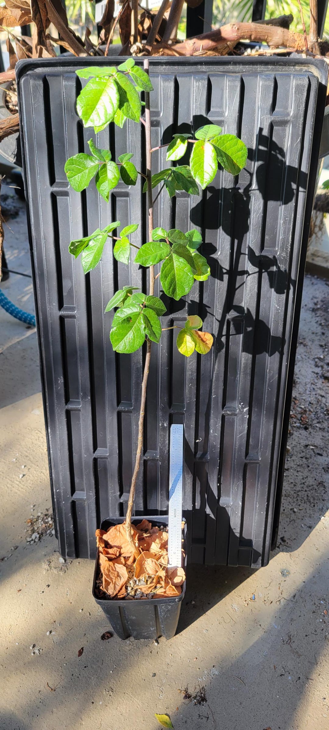 Commiphora Mollis Myrrh Seed Grown 8"+ Tall, - Etsy