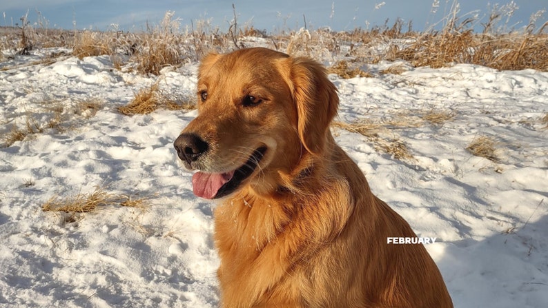 Golden Retriever simba Desktop Wallpaper 2023 - Etsy