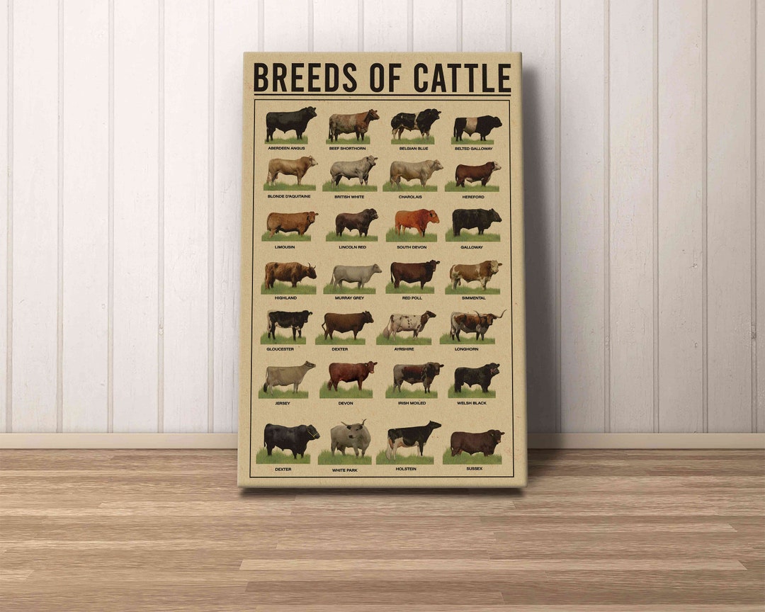 Breeds of Cattle Canvas, Cow Breeds Poster, Animal Farmhouse Canvas ...
