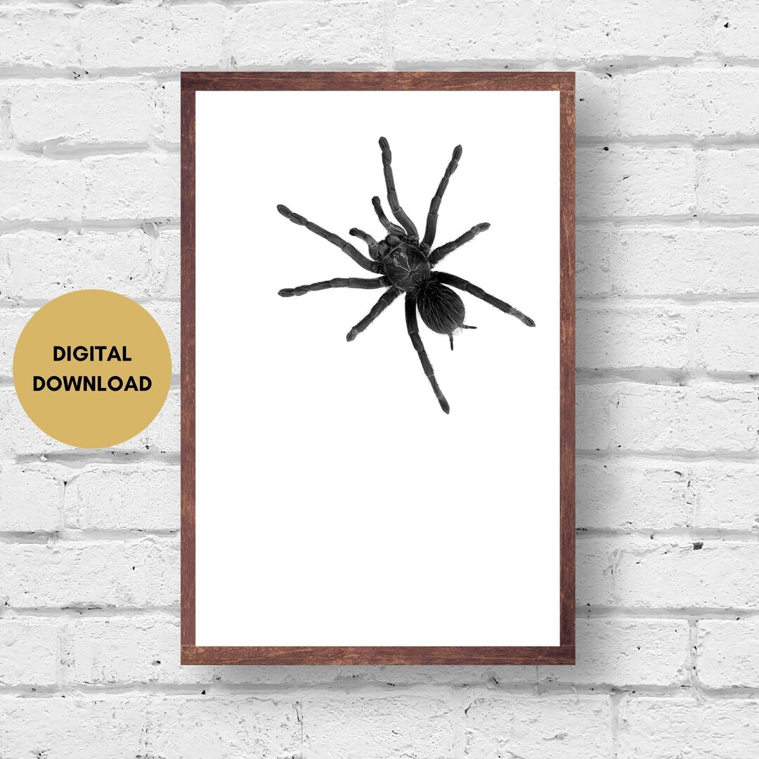 Spider Print, Digital Download, Black and White, Spider Photo, Cool ...