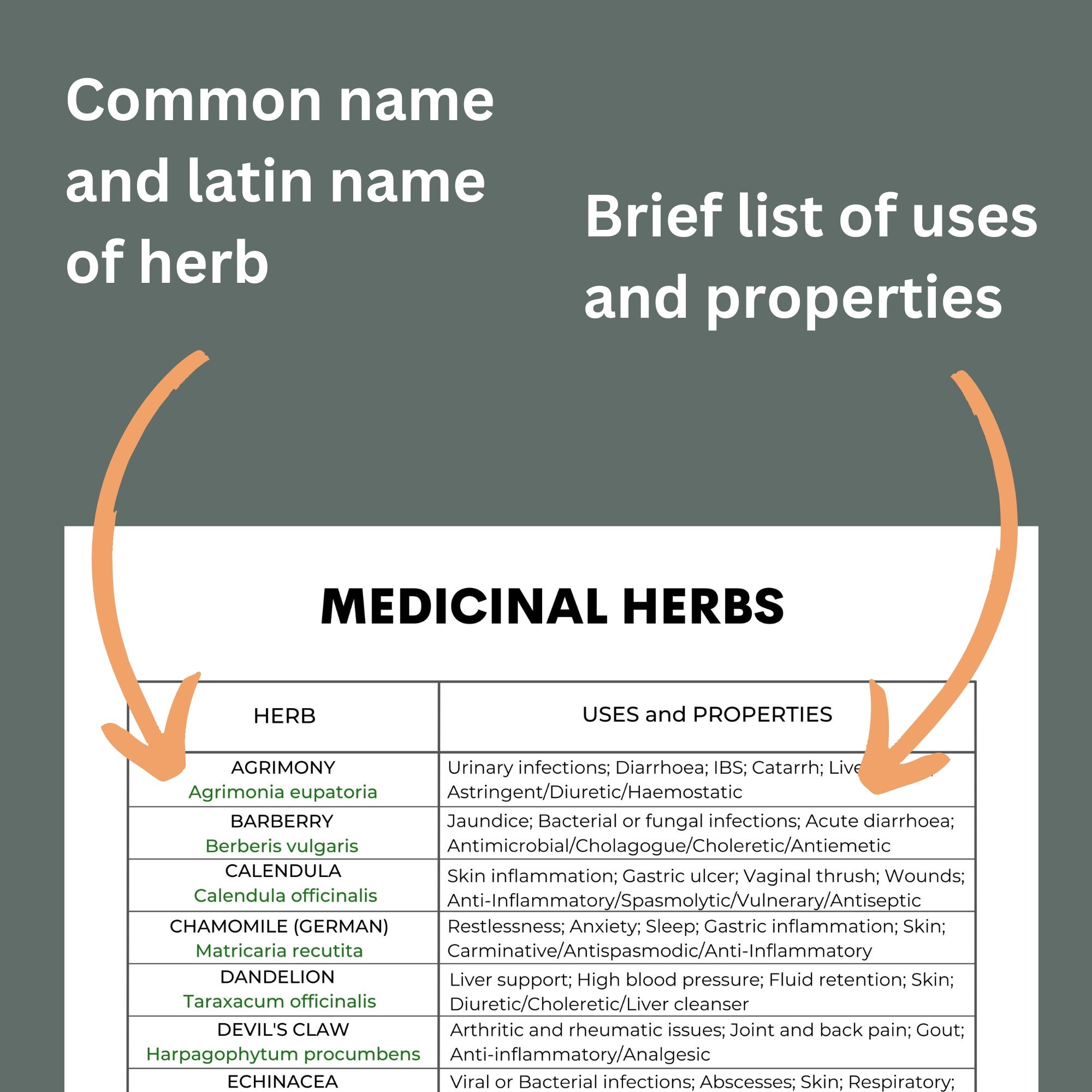 Medicinal Herb Guide Digital Download Herb Reference Guide - Etsy Canada