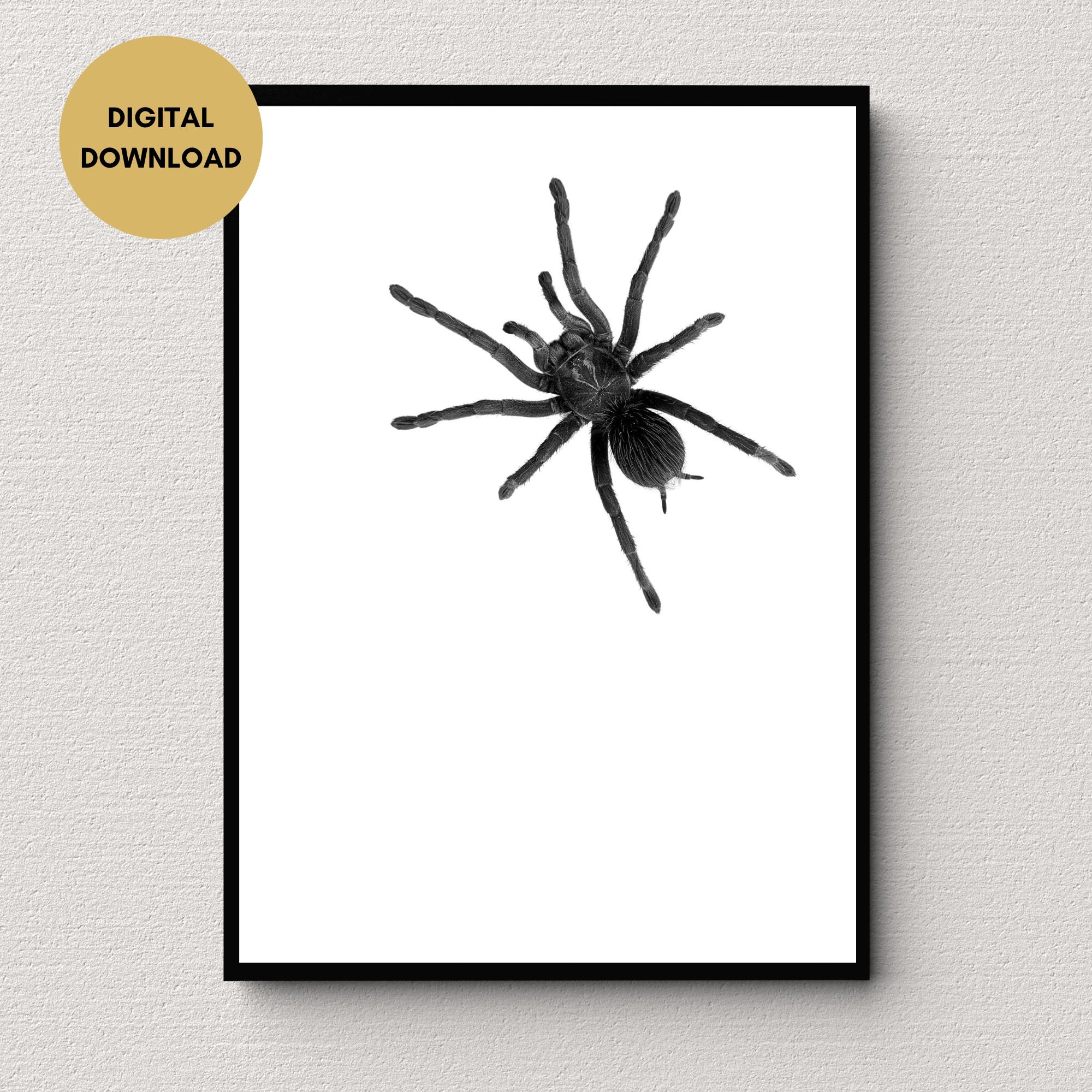 Spider Print Digital Download Black and White Spider Photo - Etsy
