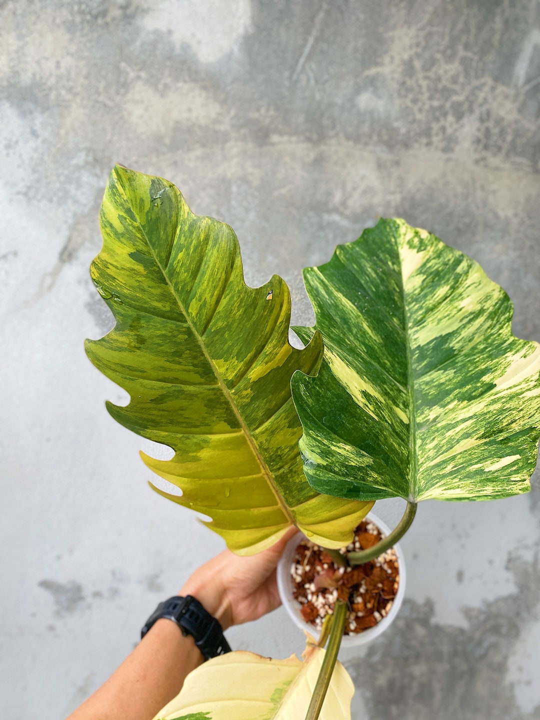 Philodendron Caramel Marble Variegated 4 Leaves high Color - Etsy