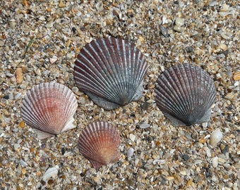 Florida Scallop Shells - Etsy