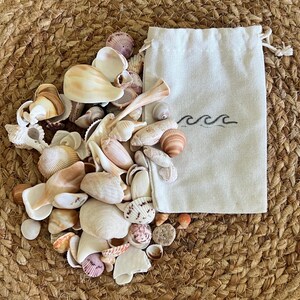 Bag of Seashells - Etsy