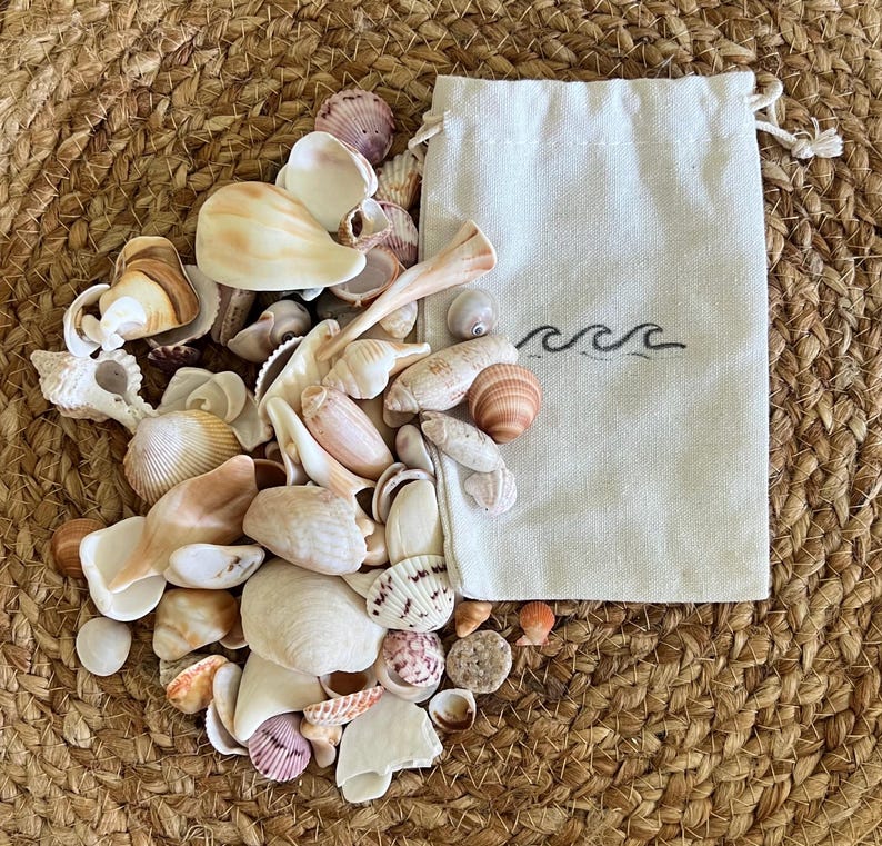 Bag of Seashells - Etsy