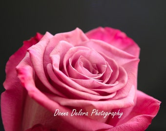 Rose Photograph Digital Download, Pink Single Rose Macro Image ...