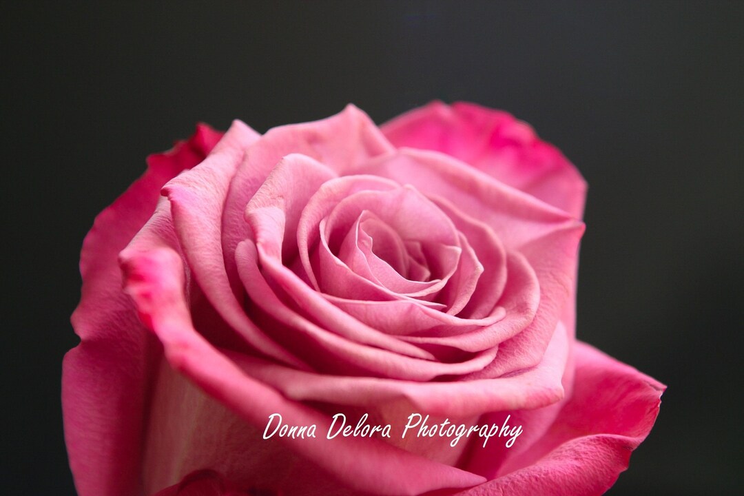 Single Pink Rose, Digital Download - Etsy