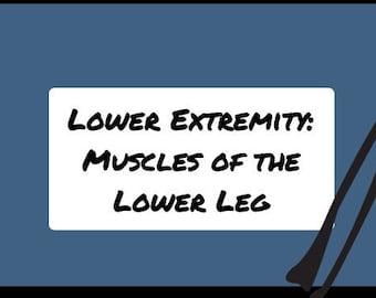 Muscles of the Lower Extremity Anatomy Worksheet- Single FILLABLE ...