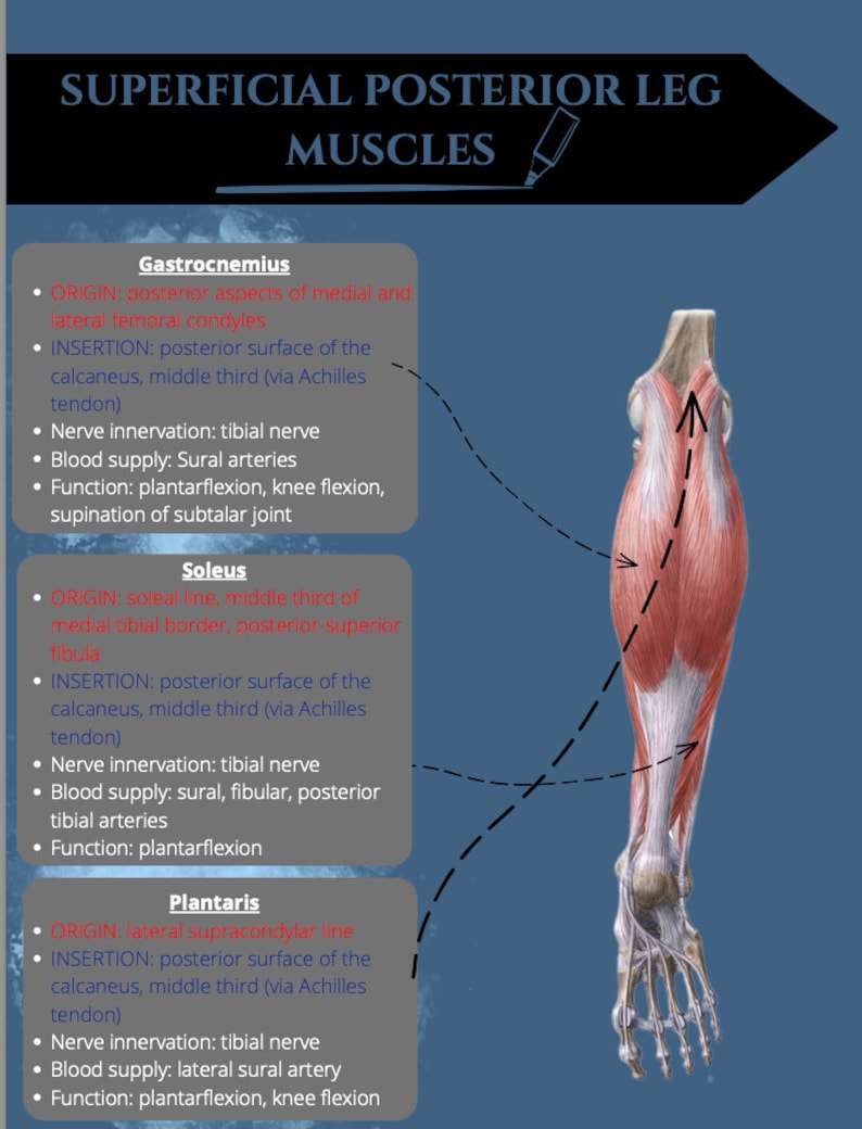 Muscles of the Lower Leg- Lower Extremity Anatomy Notes - Etsy
