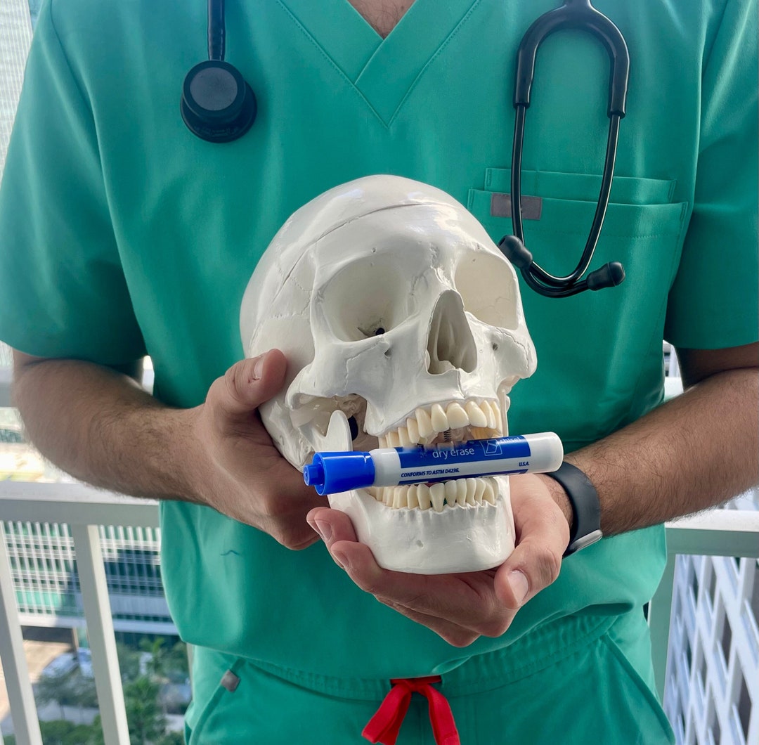 Skull Dry Erase Model - Etsy