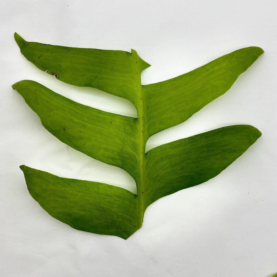 Selenicereus Chrysocardium - Fern Leaf Cactus - 6 Inches Cutting Plant ...