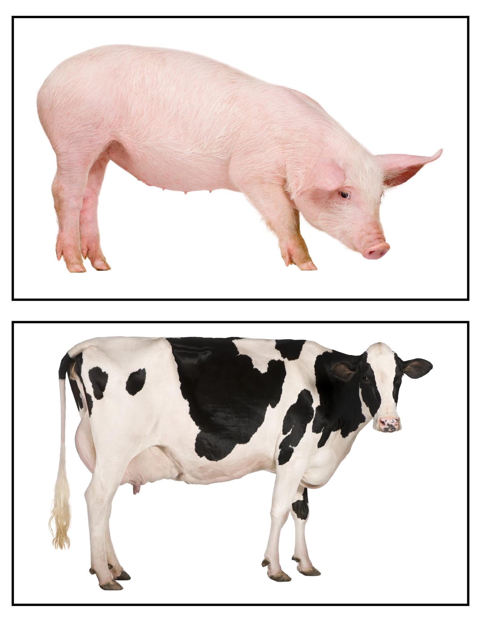 Montessori Farm Animal Puzzle - Etsy