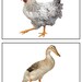 Montessori Farm Animal Puzzle - Etsy
