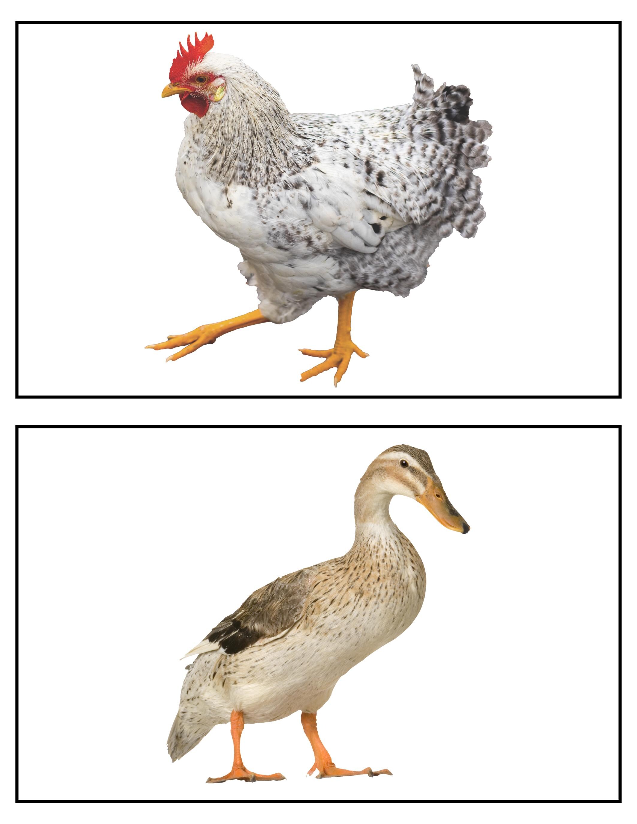 Montessori Farm Animal Puzzle - Etsy