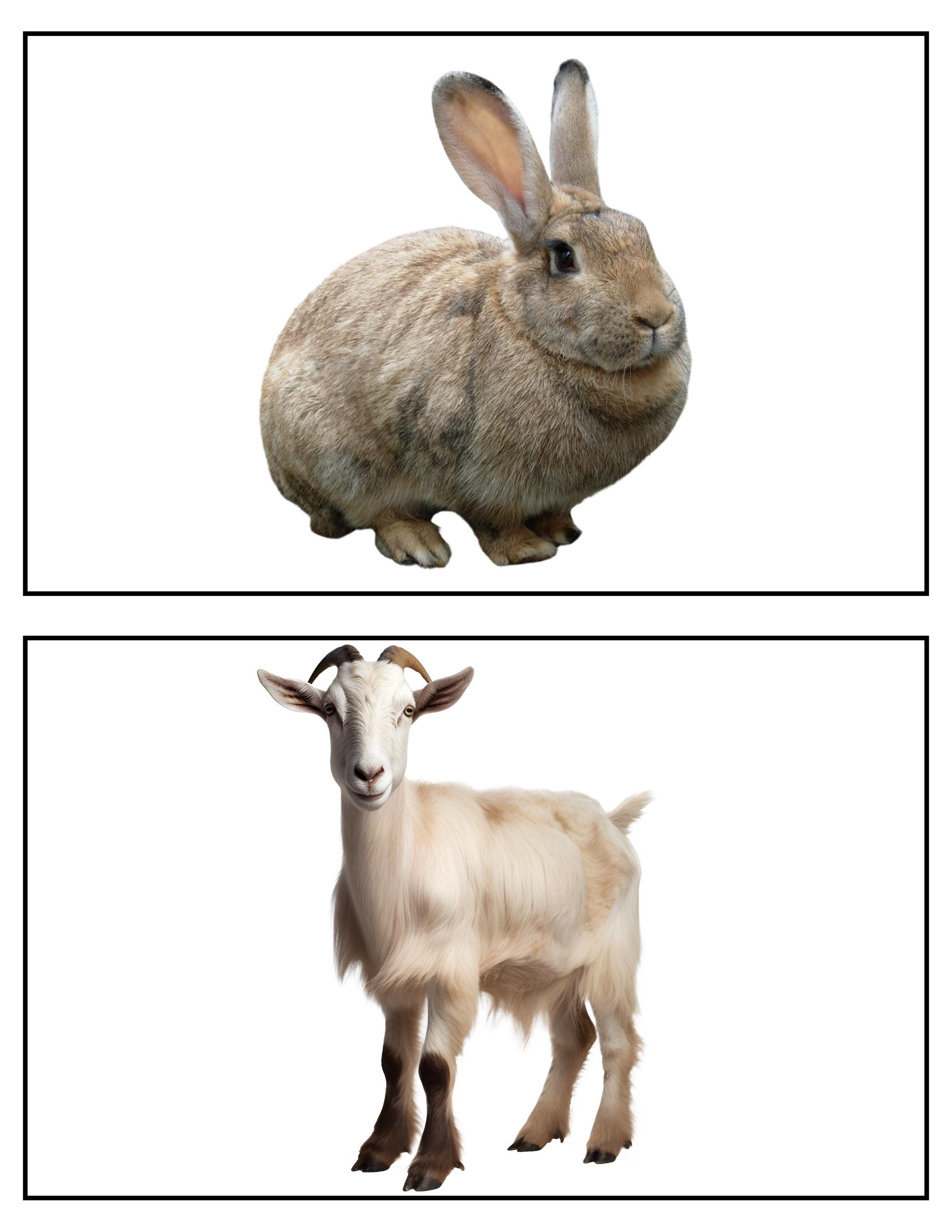 Montessori Farm Animal Puzzle - Etsy