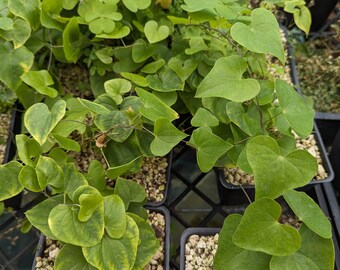 Dioscorea Hemicrypta, Elephant's-foot, Rare Caudex Succulent Plant - Etsy