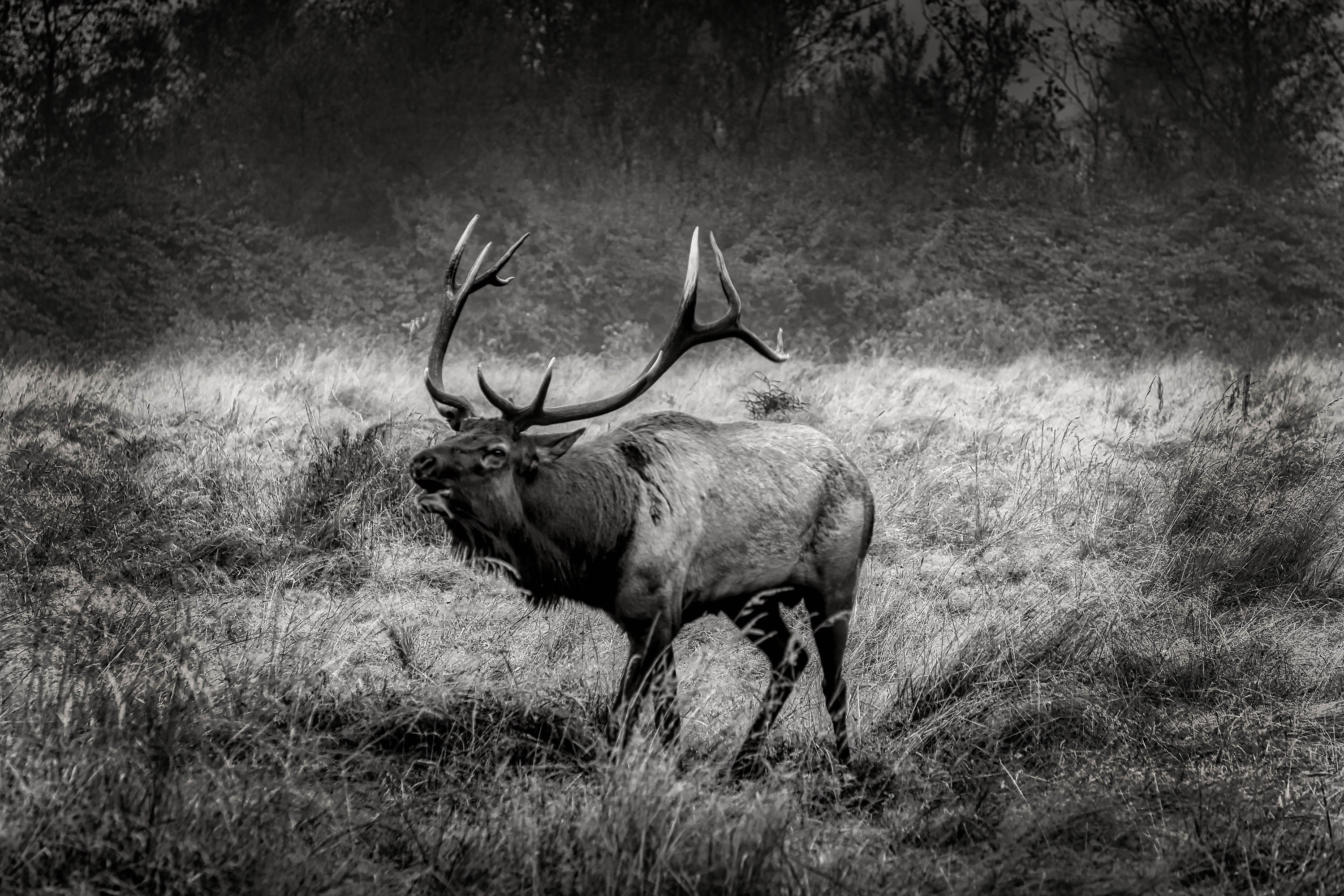 Elk Bugle-black and White, Elk, Rosevelt Elk, Bull Elk, Nature, Wildlife, Canvas Print, Black ...
