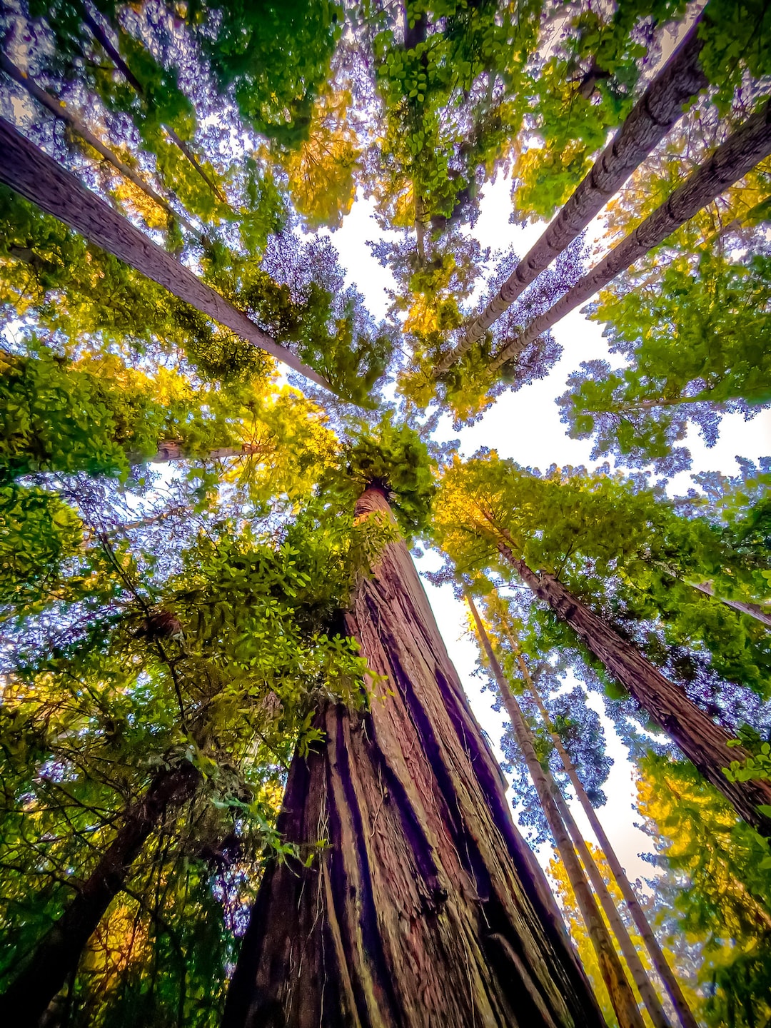 Canopy View of the Redwoods-horizontal, Redwood, Tree, Wall Art, Forest ...