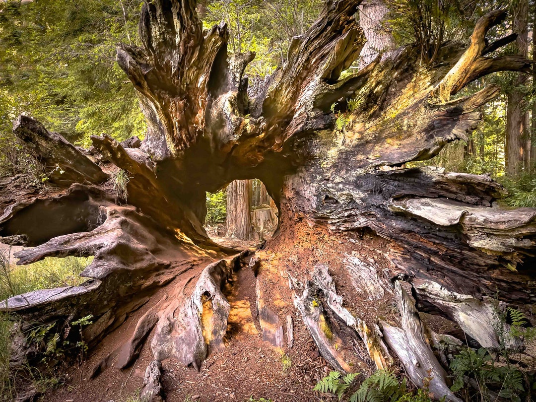 Redwood Hollow Stump, Redwood, Tree, Wall Art, Sequoia, Canvas Print ...
