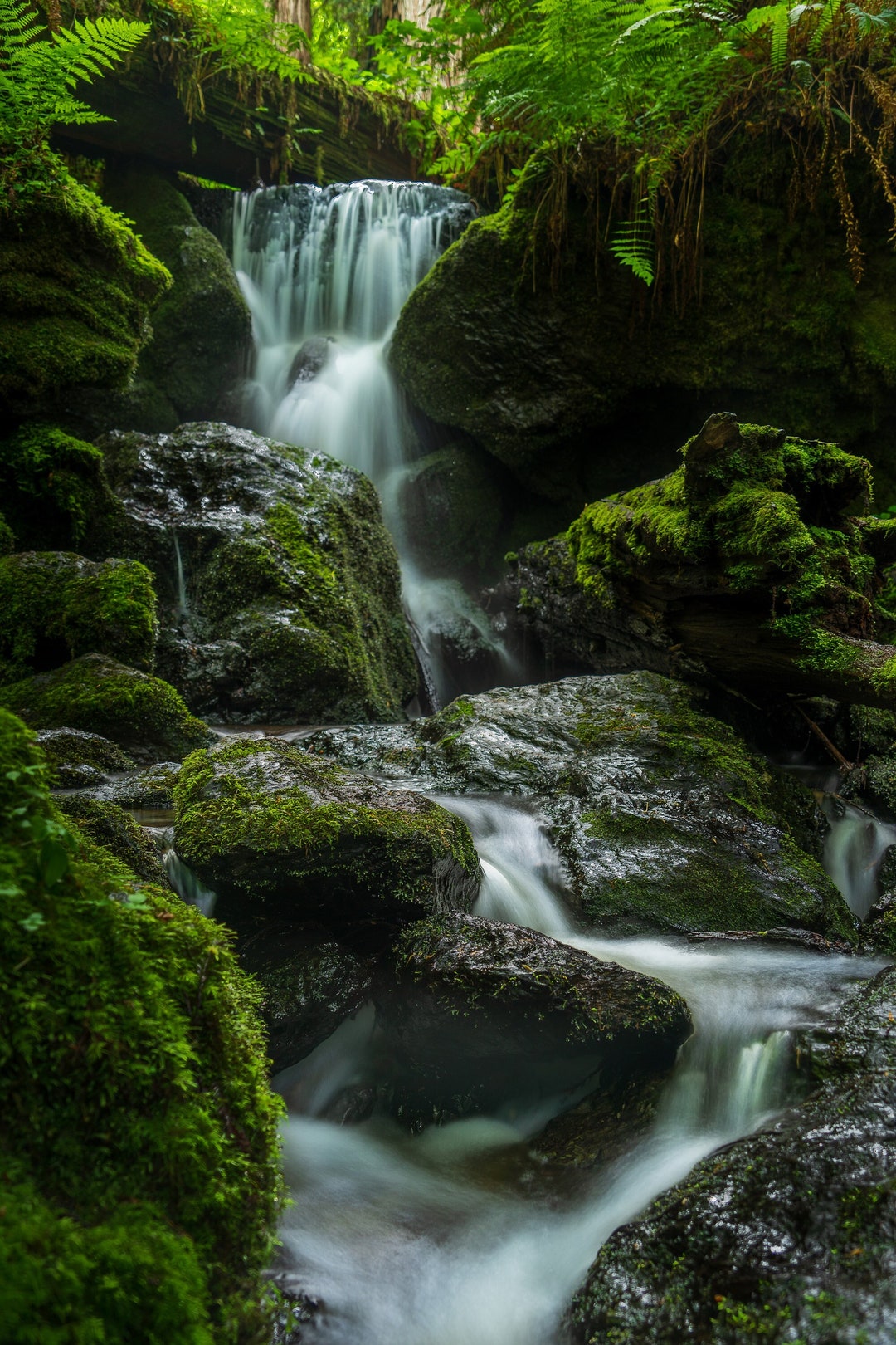 Trillium Falls, Waterfall, Redwoods, Forest, Nature, Print, California ...