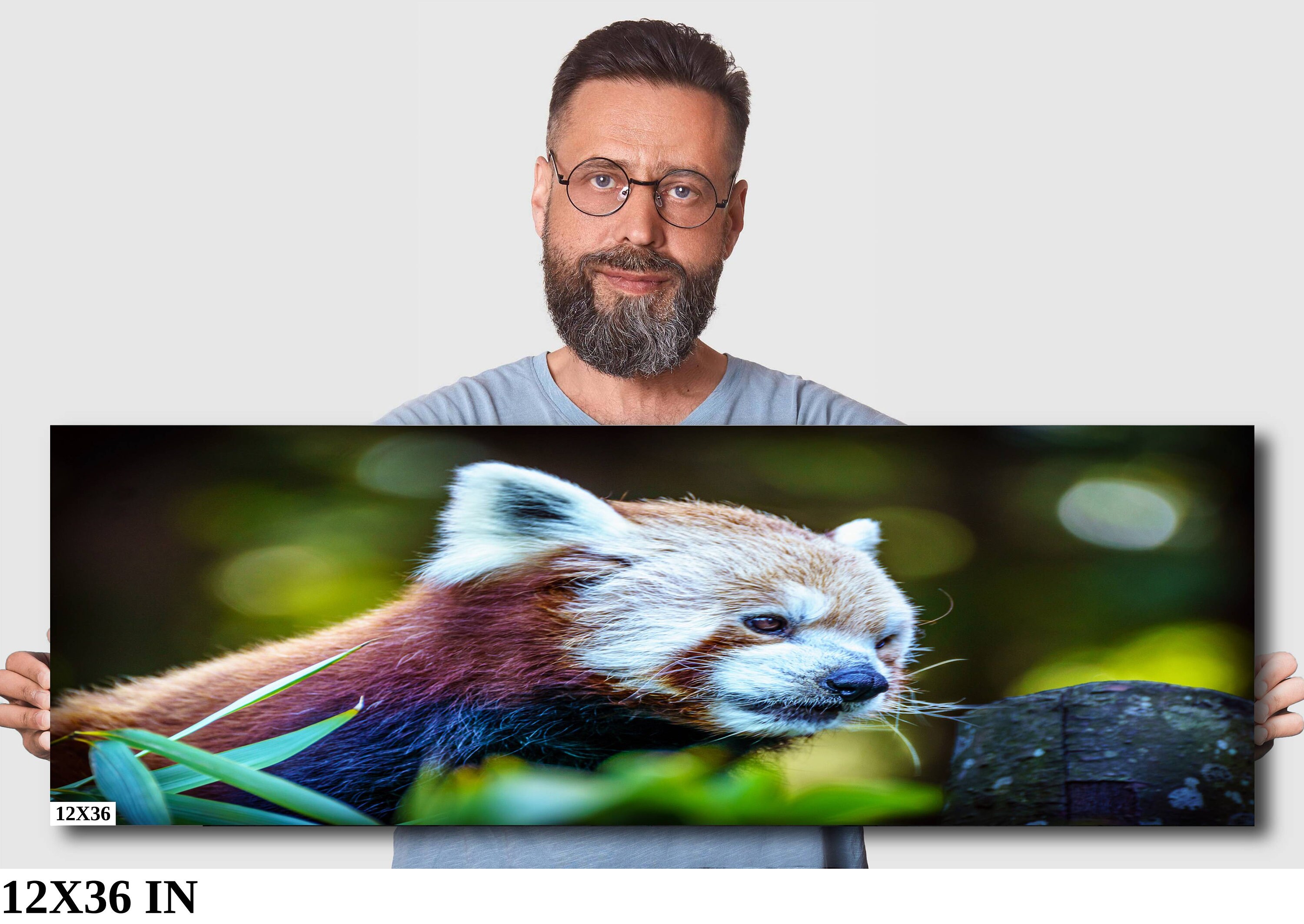 Sumo the Red Panda Canvas Print: Wildlife Conservation Wall Art - Etsy