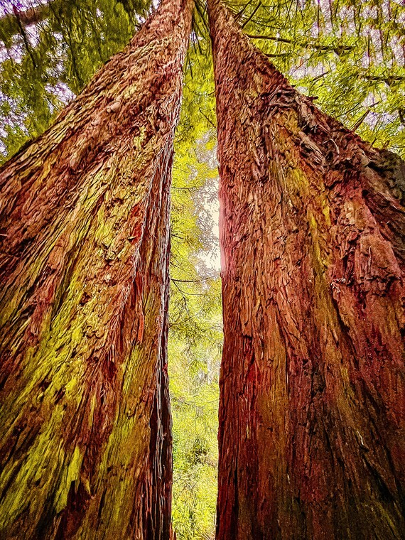 Redwood View Redwood Tree Wall Art Redwood Forest Wall - Etsy