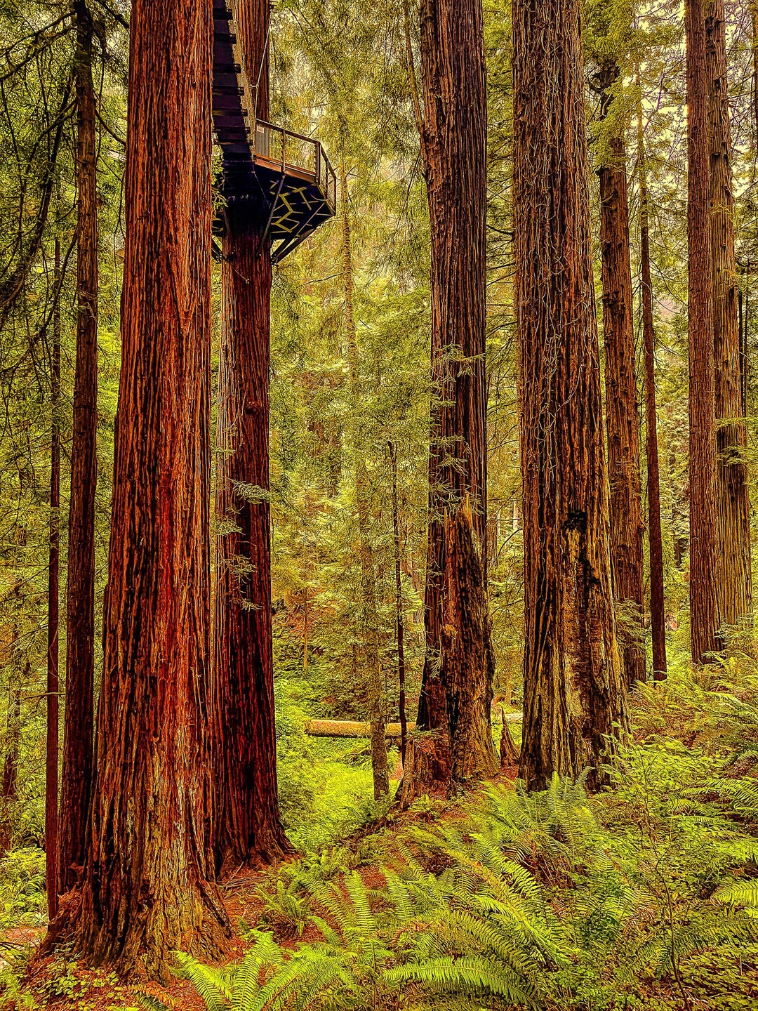 Peacefull Solace Lookout Sequioa Park Skywalk Redwood Tree - Etsy