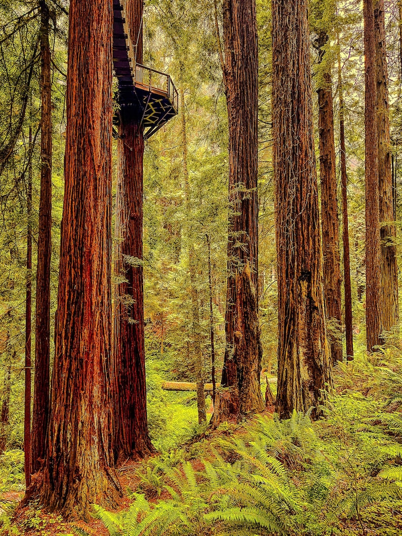 Peacefull Solace Lookout Sequioa Park Skywalk Redwood Tree - Etsy