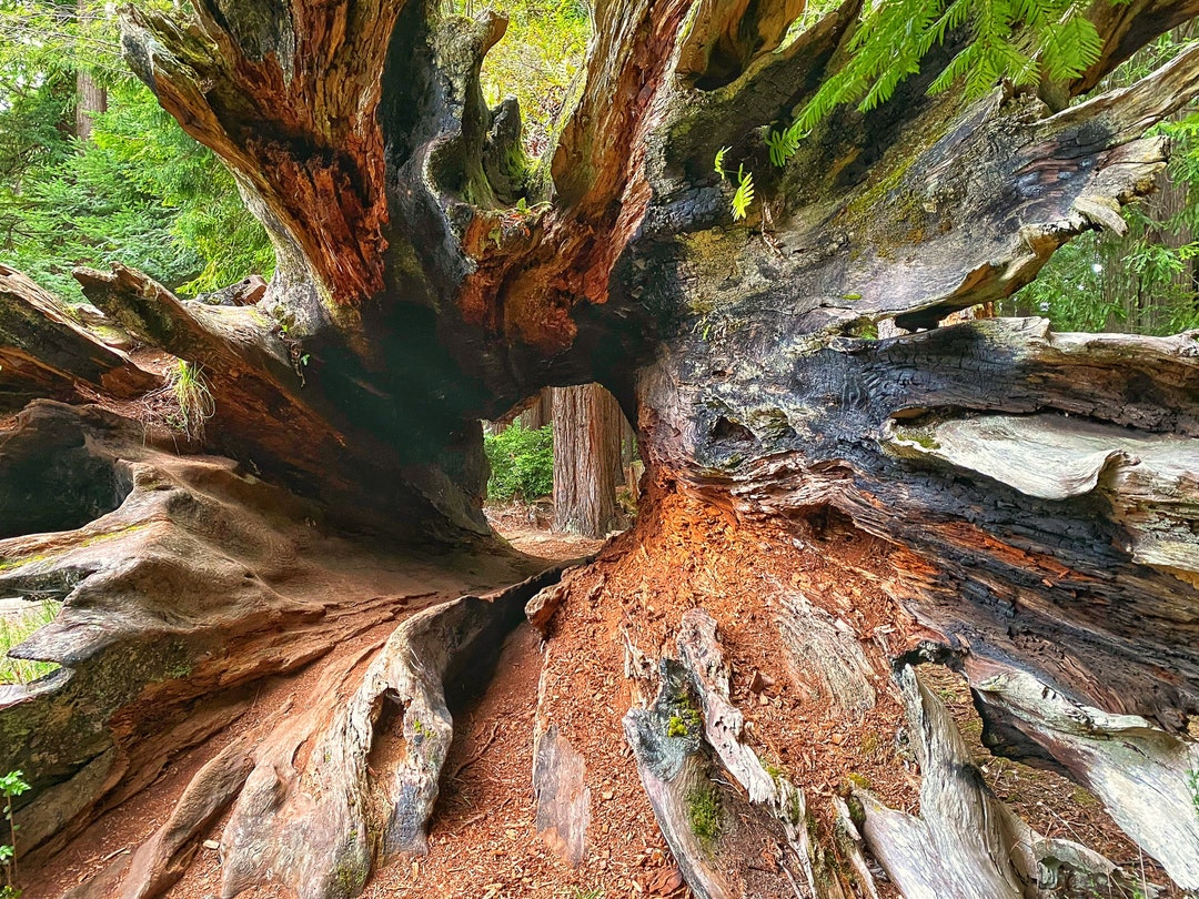 Redwood Walk Through Stump-canvas Print: Sequoia Park Wall Art - Etsy