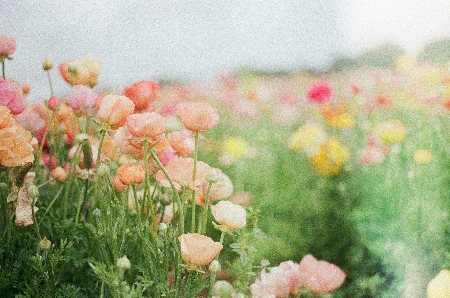 Ranunculus - 35mm Film Photography - Digital Download Print - Printable ...