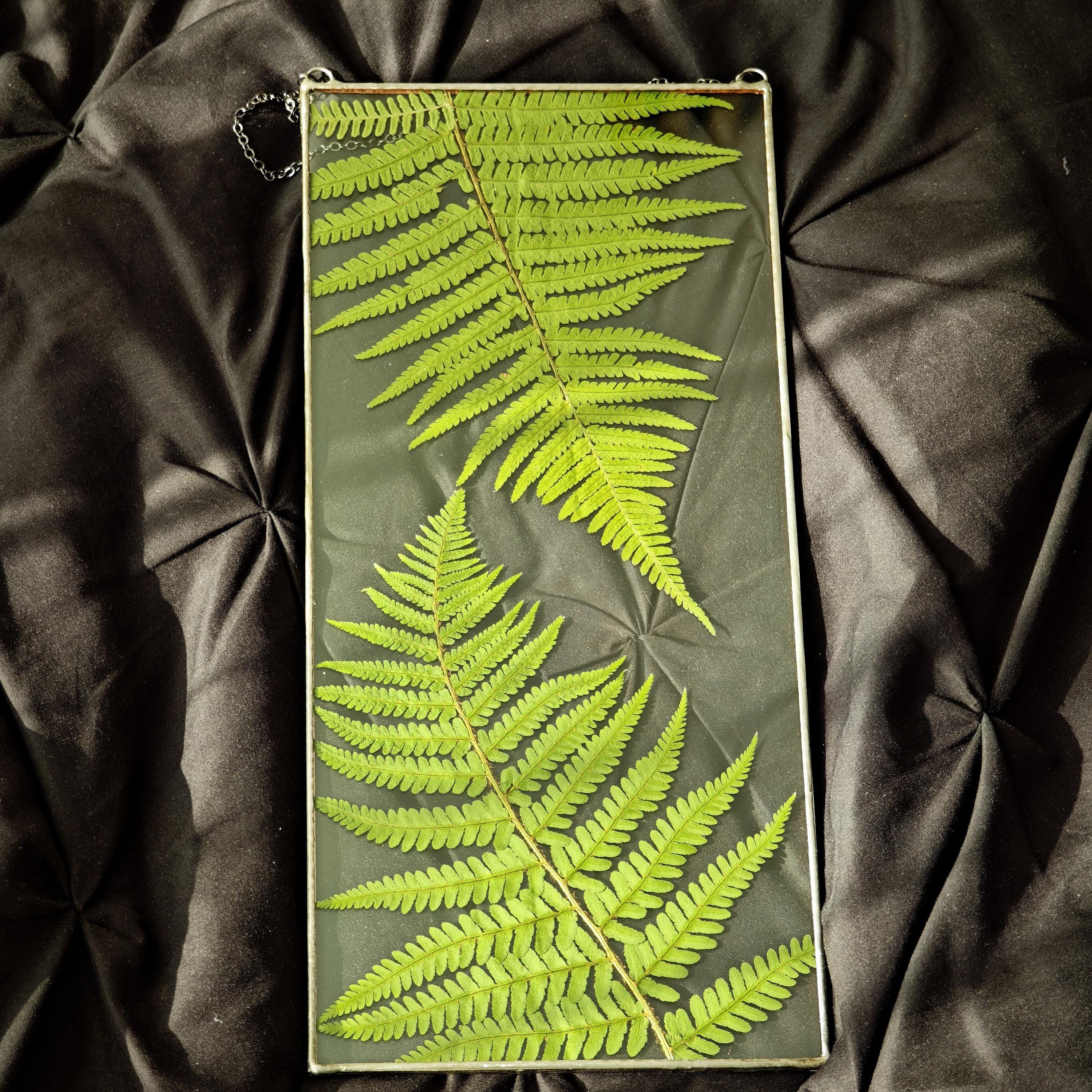 Set of 3 Pressed Fern in Stained Glass Frame: Botanical Wall Hanging ...