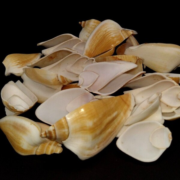 Cut Seashells - Etsy