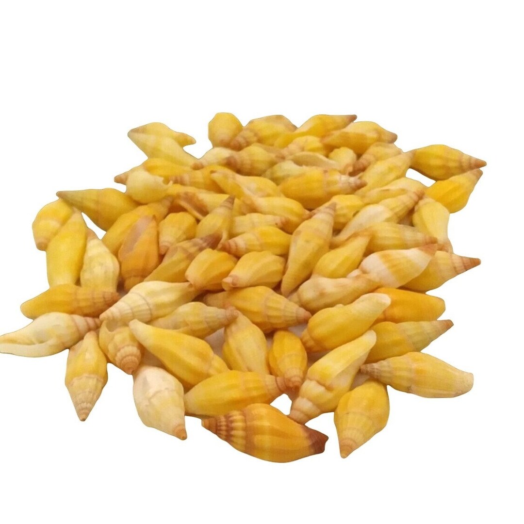 Rare Vintage Miter Snail Specimen Shells MITRA VEXILLUM COCCINEUM ...