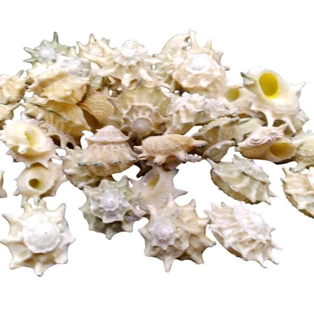 Vintage Astralium Calcar Star Snail Seashells for Crafting & Collecting ...