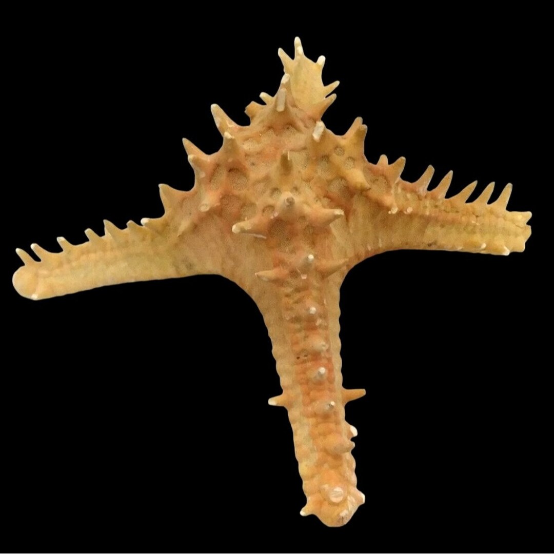 Rare Horned Sea Star Four Arm Oddity Protoreaster Nodosus Specimen ...