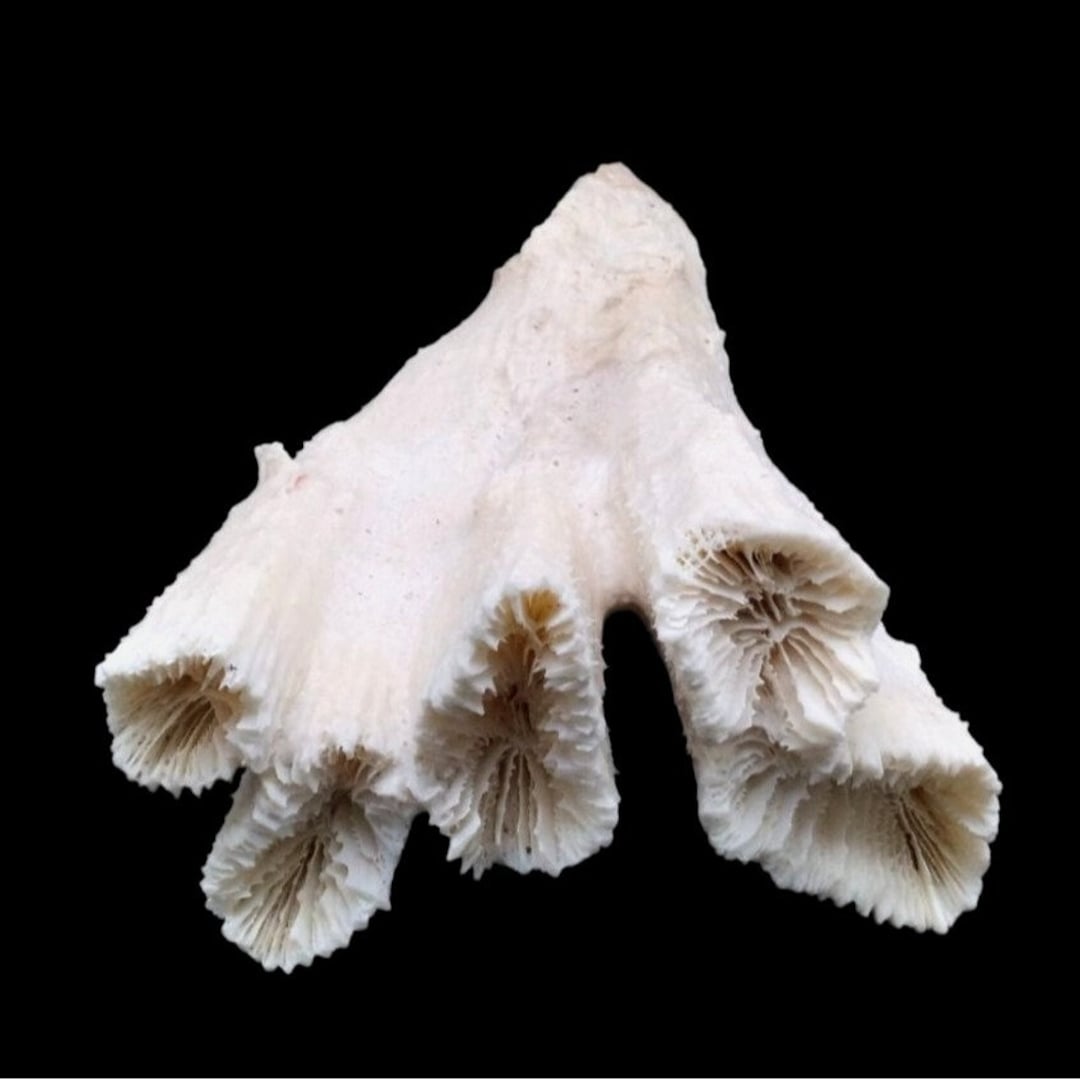 Genuine Colonial Branching Coral Specimen ~ 7" L X 4" W - Etsy