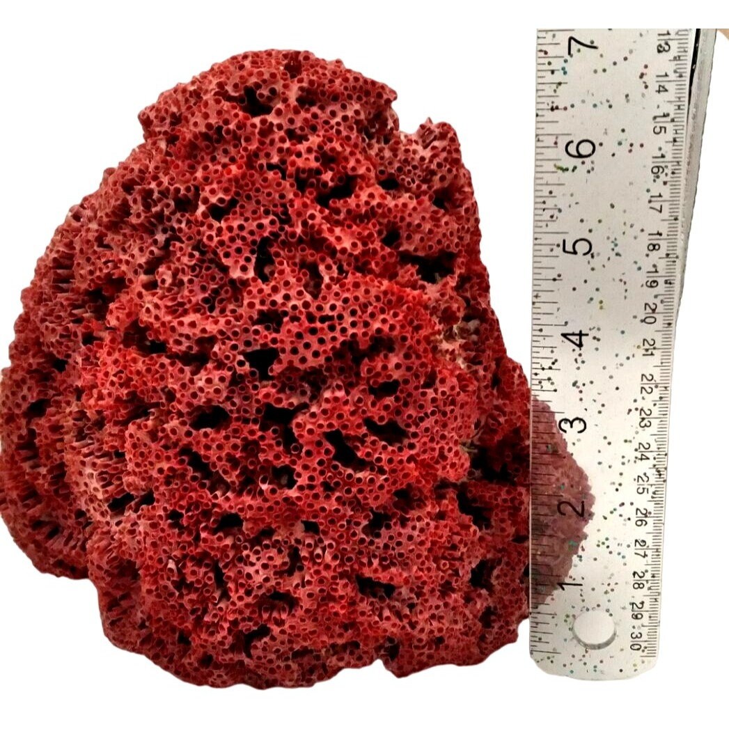 Rare Vintage Red Pipe Organ Coral Specimen ~ 8" H X 8" W - Etsy