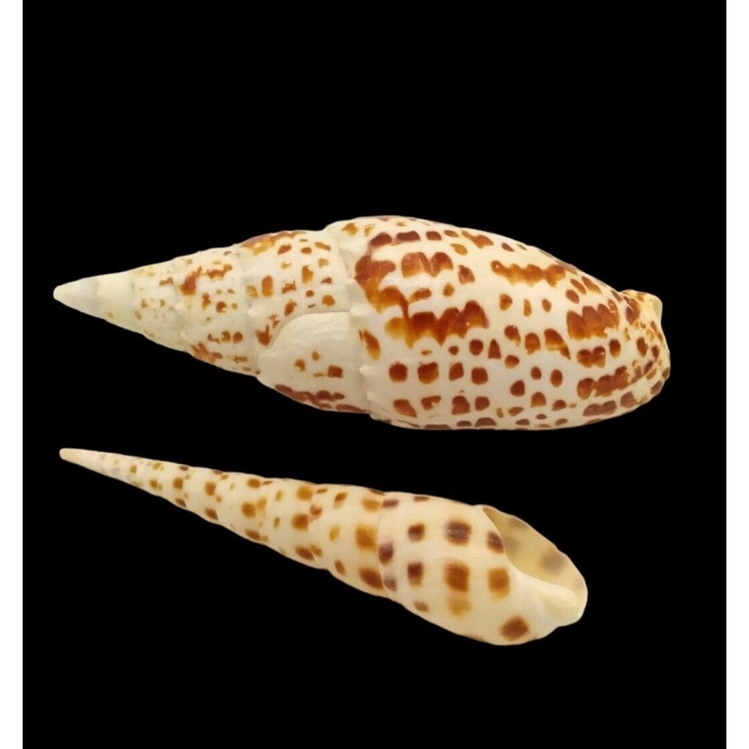 Mitra Papalis Sea Shell & Spotted Auger Sea Shell 2pc Set - Etsy