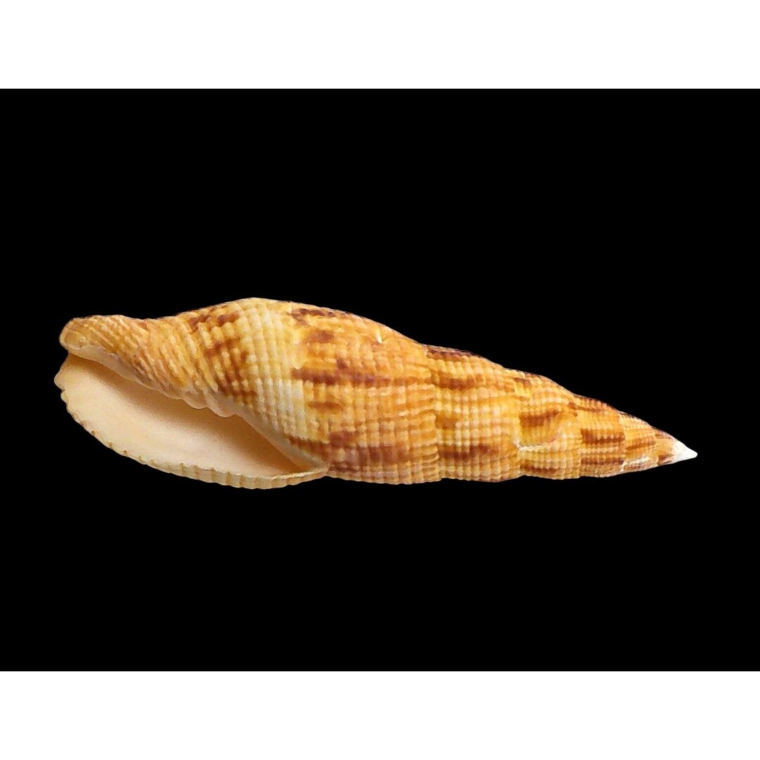 Mitra Incompta Lightfoot Specimen Sea Shell - Etsy